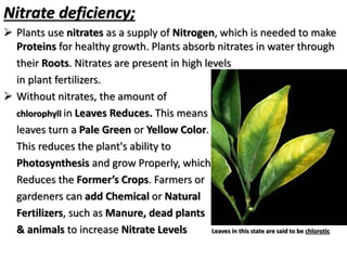 Role of Ammonia in Plant’s Metabolism | PPTX