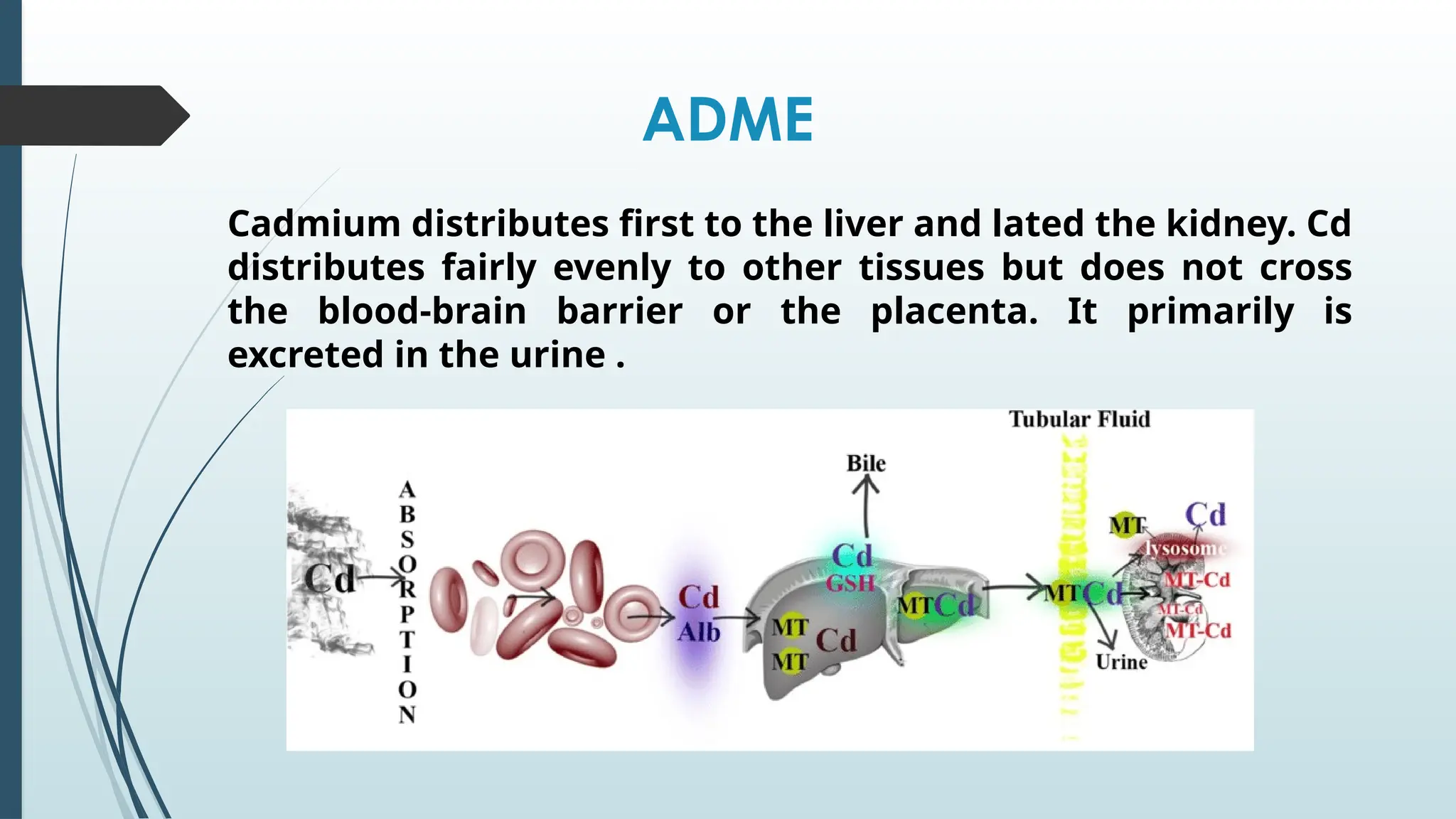 A presentation on Heavy metals, Their uses and toxicity in human body ...