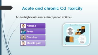 A presentation on Heavy metals, Their uses and toxicity in human body ...