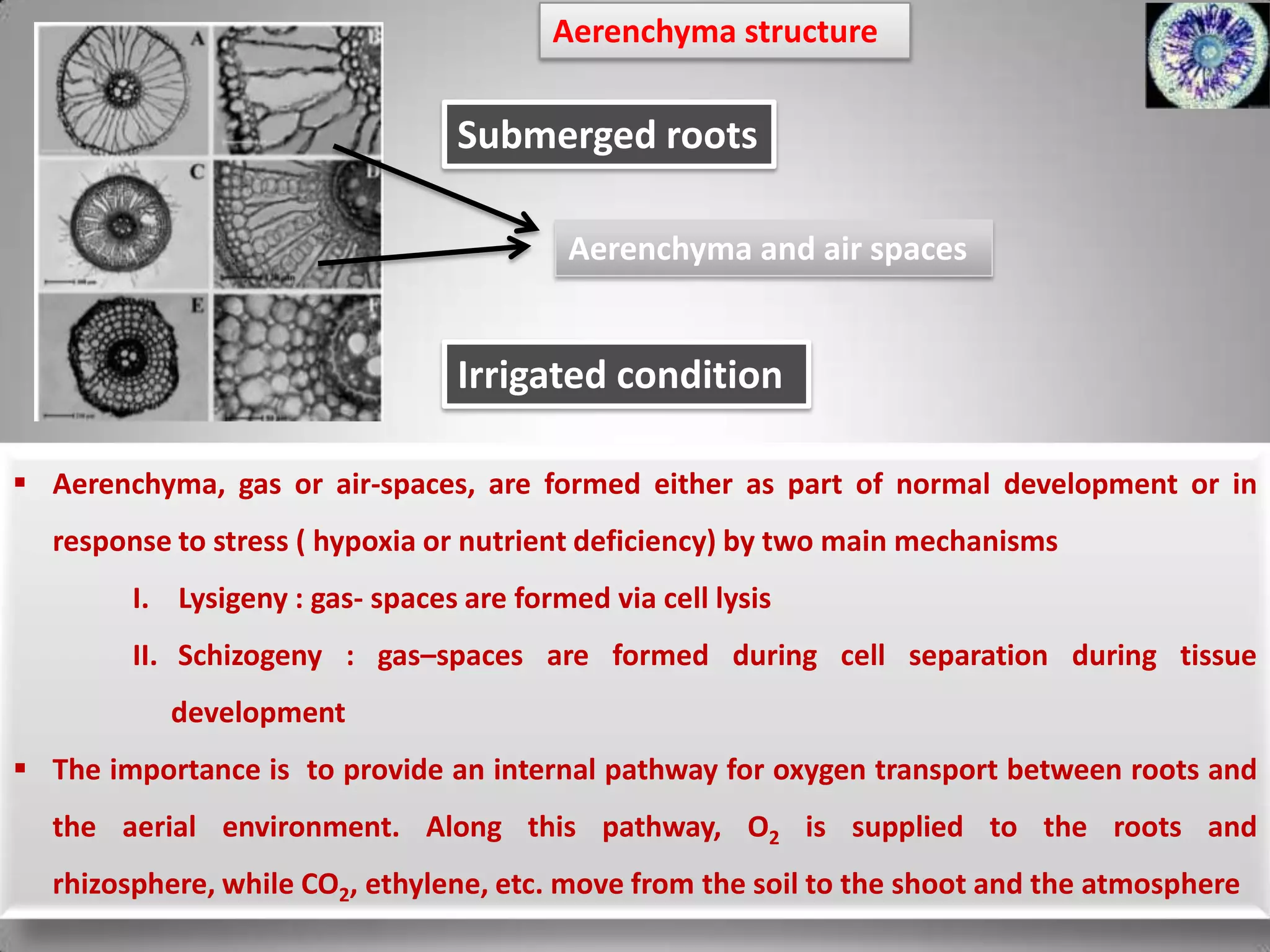 Can changes in root anatomical traits during stress enhance drought ...