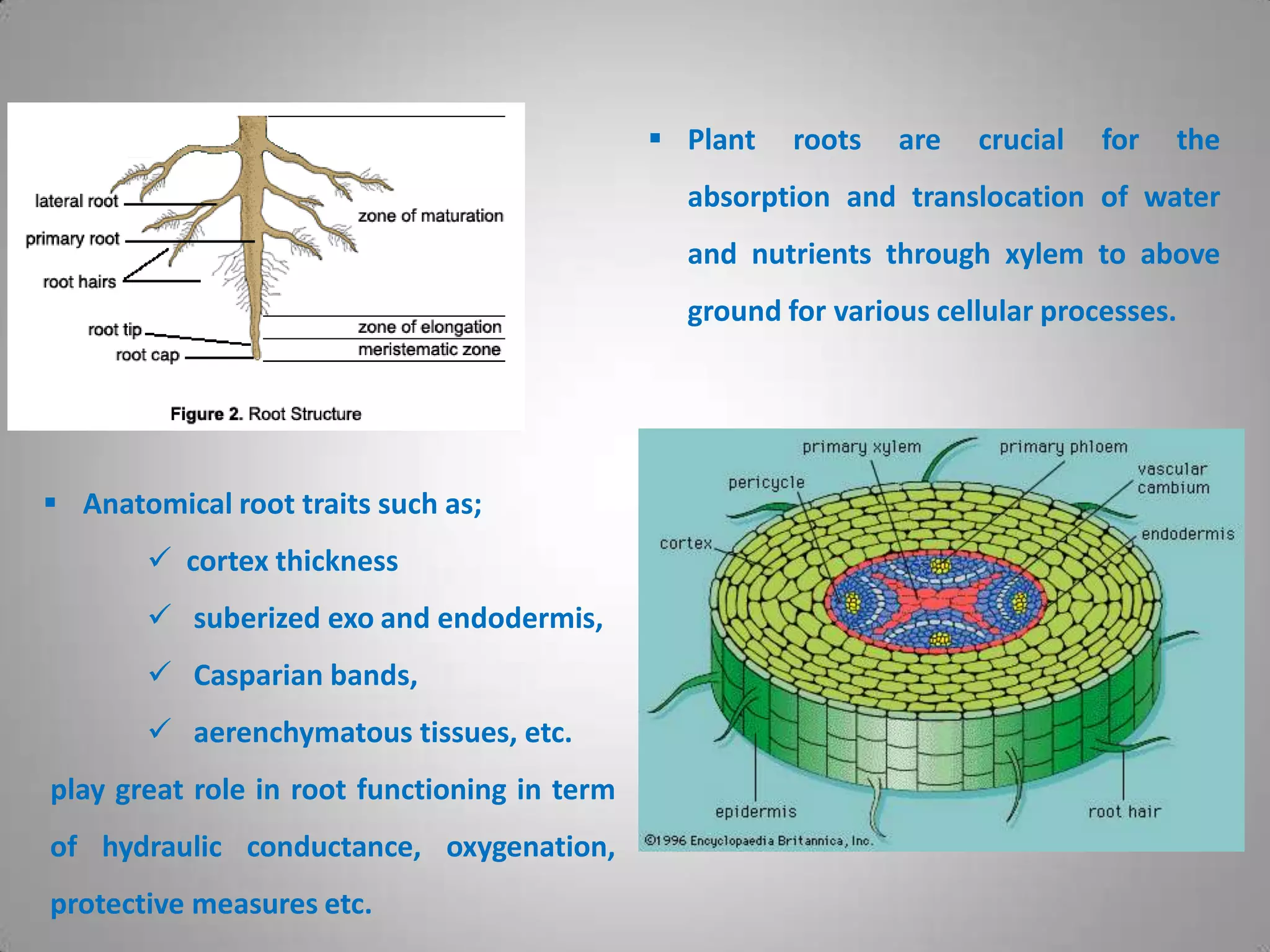 Can changes in root anatomical traits during stress enhance drought ...
