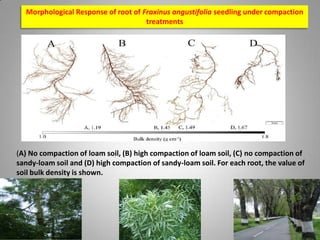 Can changes in root anatomical traits during stress enhance drought ...