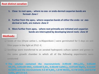 Can changes in root anatomical traits during stress enhance drought ...