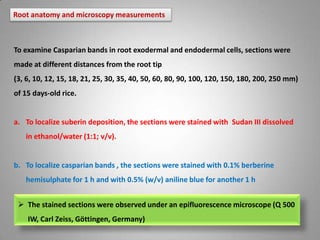 Can changes in root anatomical traits during stress enhance drought ...