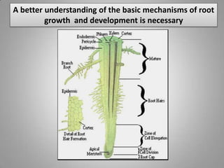 Can changes in root anatomical traits during stress enhance drought ...
