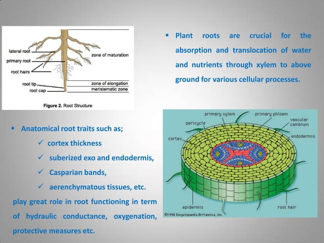 Can changes in root anatomical traits during stress enhance drought ...
