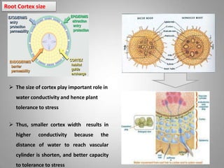 Can changes in root anatomical traits during stress enhance drought ...