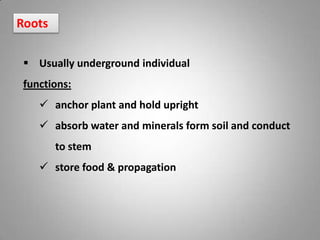 Can changes in root anatomical traits during stress enhance drought ...