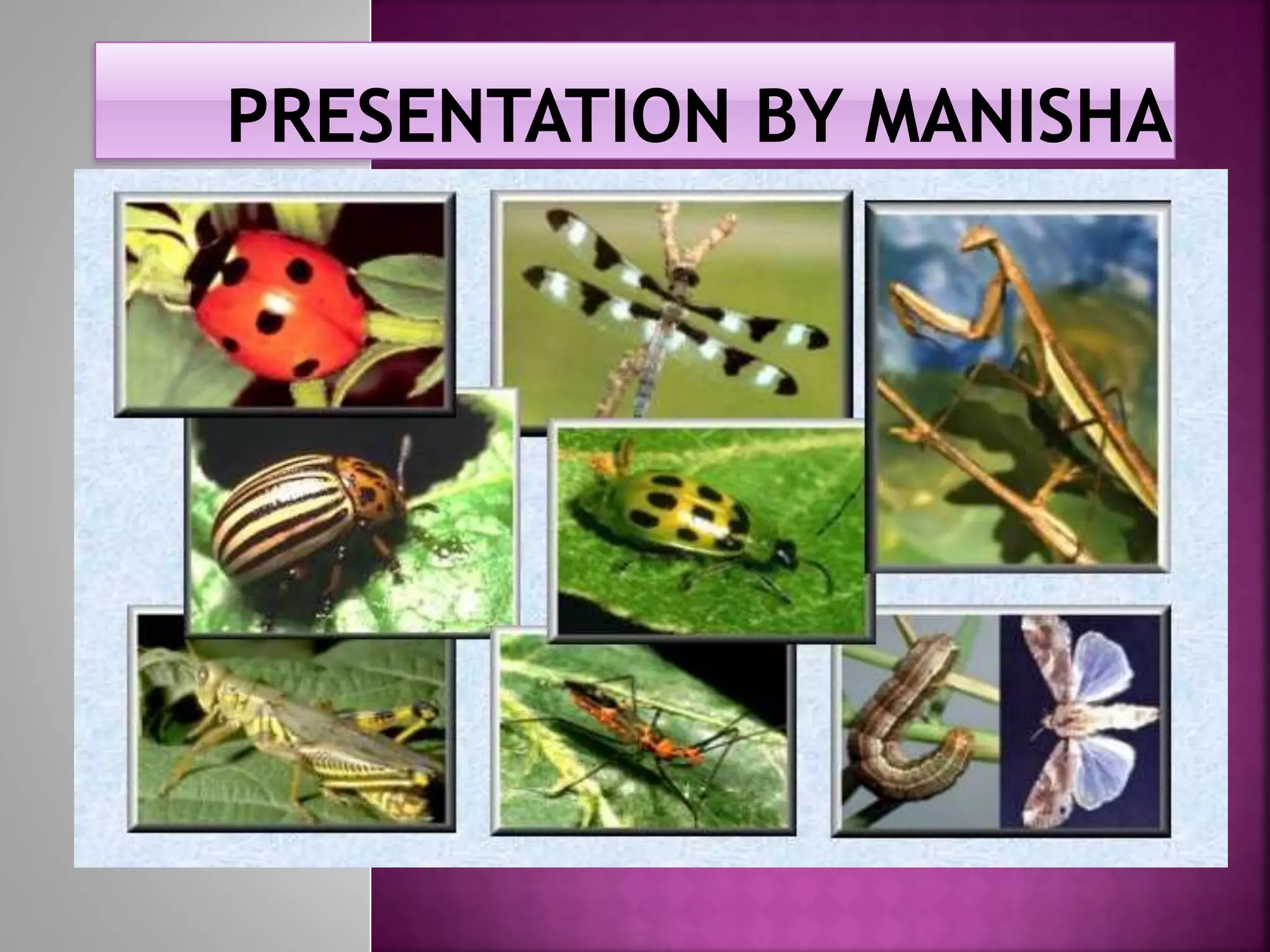 Presentation by manisha | PPT