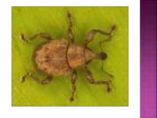 Presentation by manisha | PPT