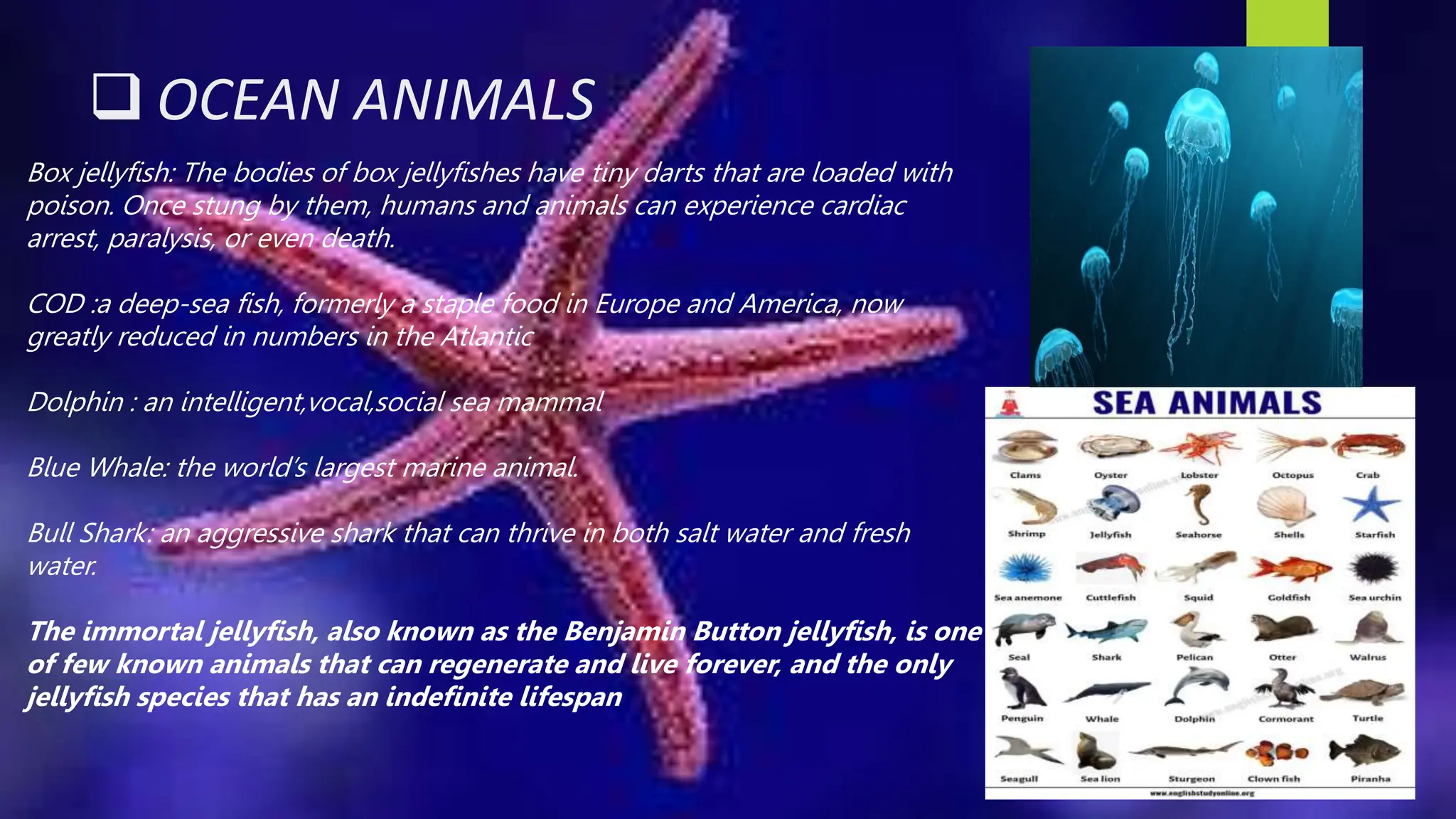 Presentation_BY_ME.pptx under the sea life | PPT