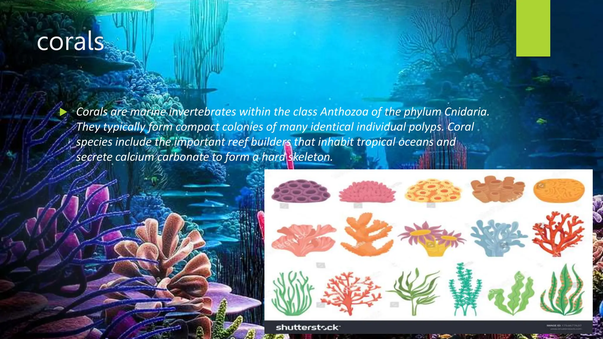 Presentation_BY_ME.pptx under the sea life | PPT