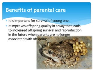 Parental care in Amphibians | PPTX