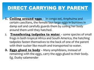 Parental care in Amphibians | PPTX