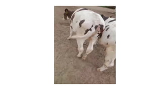 Meat inspection and necropsy lesions in animals | PPTX
