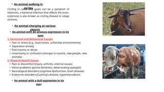 Meat inspection and necropsy lesions in animals | PPT