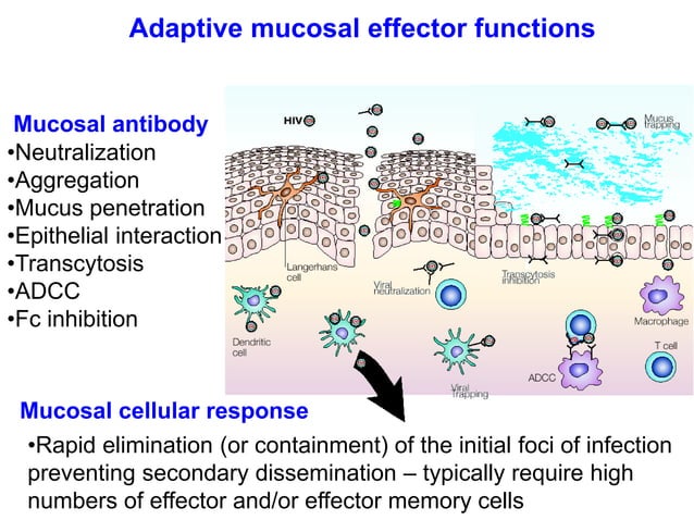 Mucosal Immunity | PDF