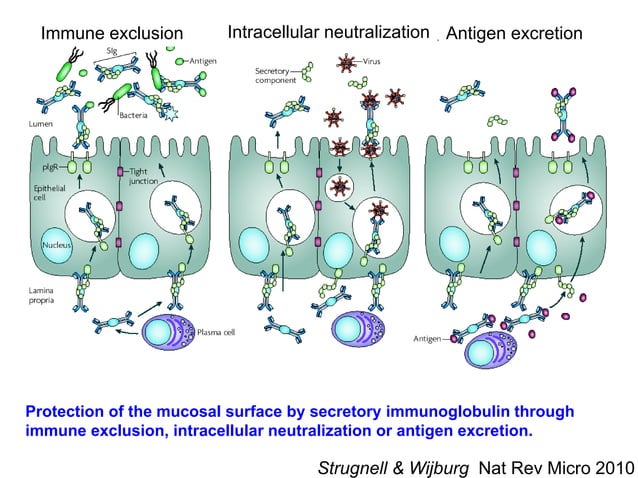 Mucosal Immunity | PPT