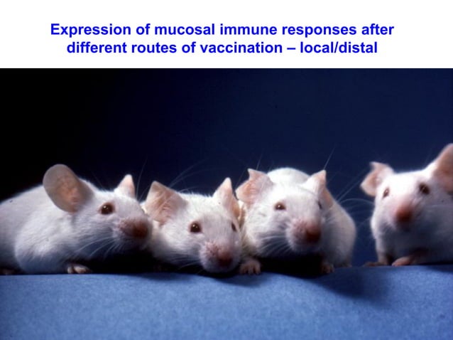 Mucosal Immunity | PDF