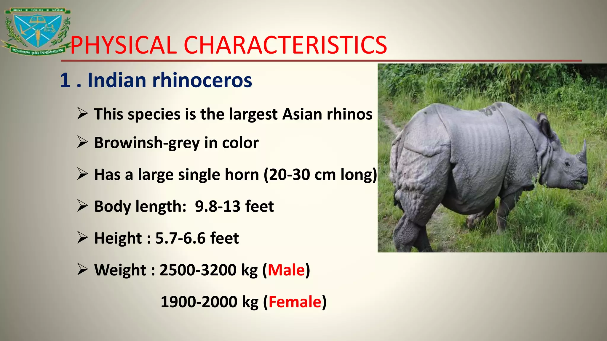 Presentation On Rhinoceros by SAIFUL | PPTX