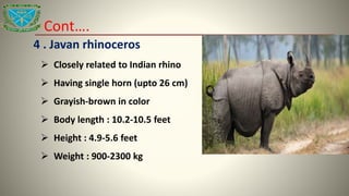 Presentation On Rhinoceros by SAIFUL | PPTX