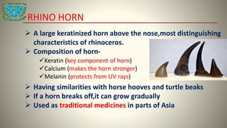 Presentation On Rhinoceros by SAIFUL | PPTX
