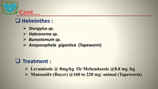 Presentation On Rhinoceros by SAIFUL | PPTX