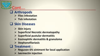 Presentation On Rhinoceros by SAIFUL | PPTX
