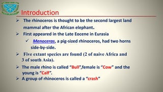 Presentation On Rhinoceros by SAIFUL | PPTX | Large Animals | Pets