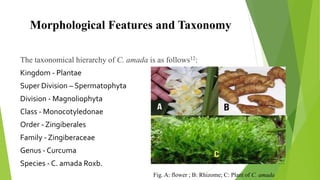 Presentation c amada | PPTX