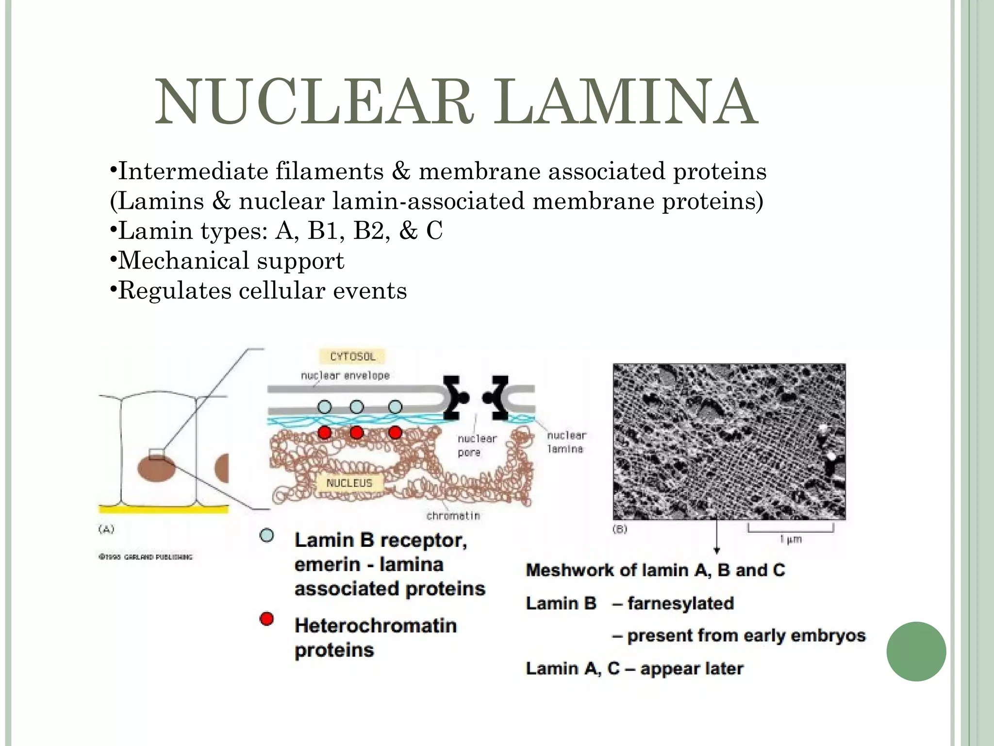 nuclear envelope | PPT
