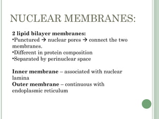 nuclear envelope | PPT
