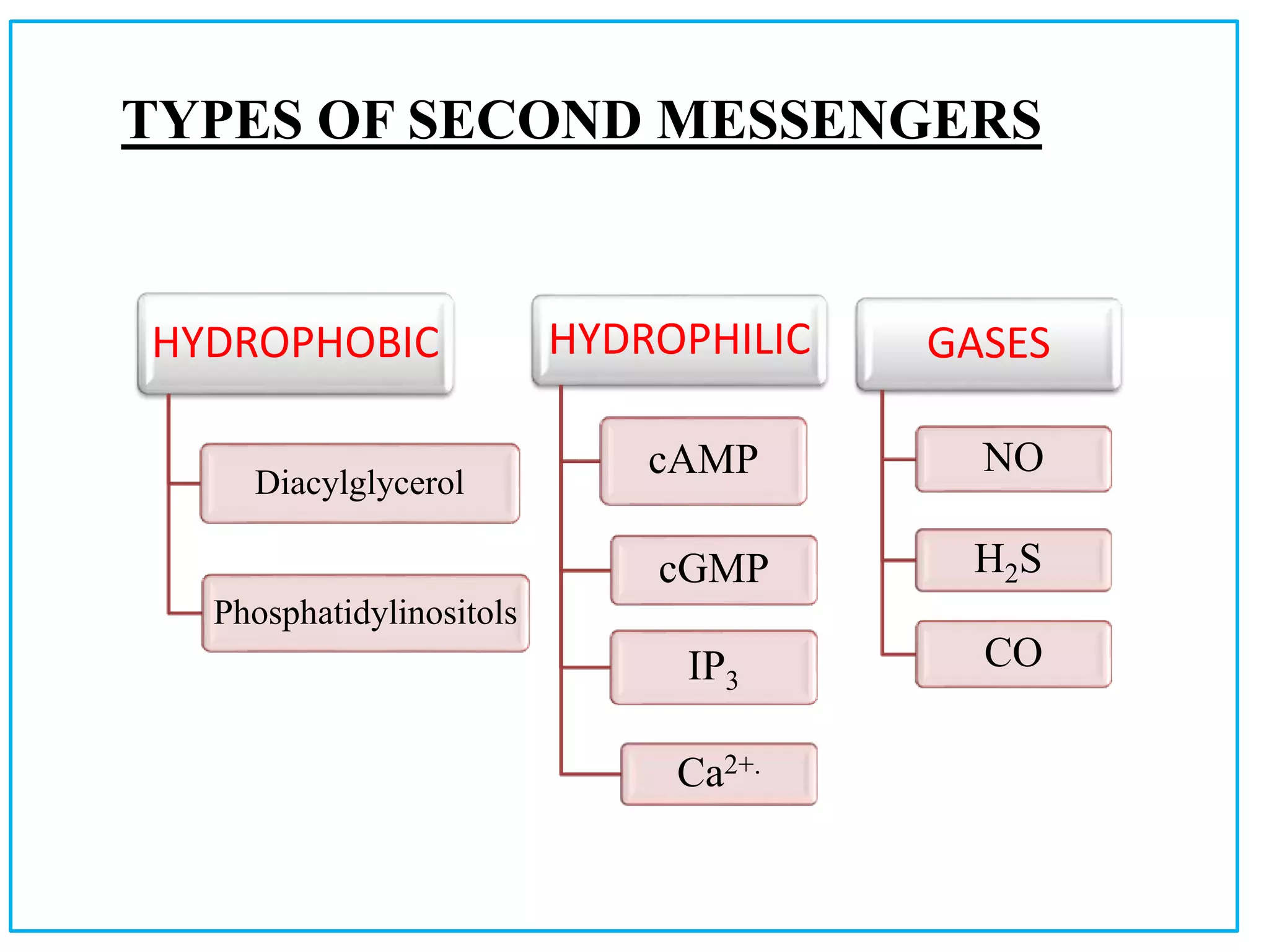 Second Messenger: cAMP Pathway | PPTX