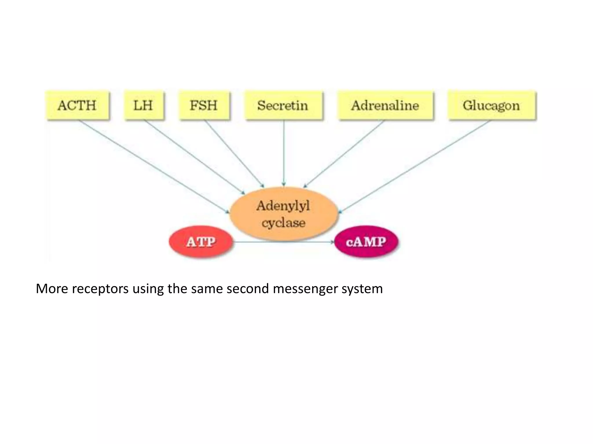 Second Messenger: cAMP Pathway | PPTX