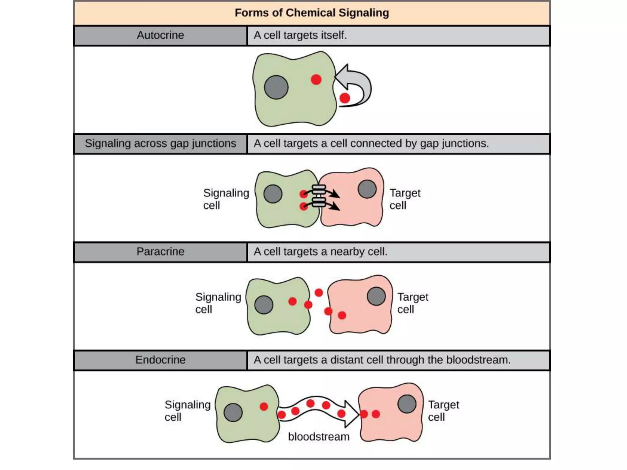 Second Messenger: cAMP Pathway | PPTX