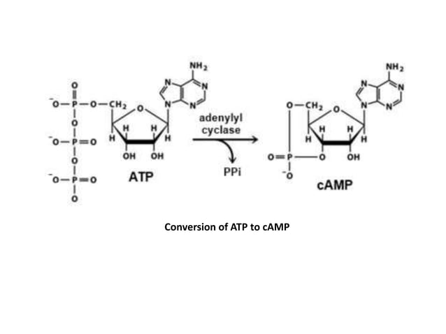 Second Messenger: cAMP Pathway | PPTX | Endocrine and Metabolic ...