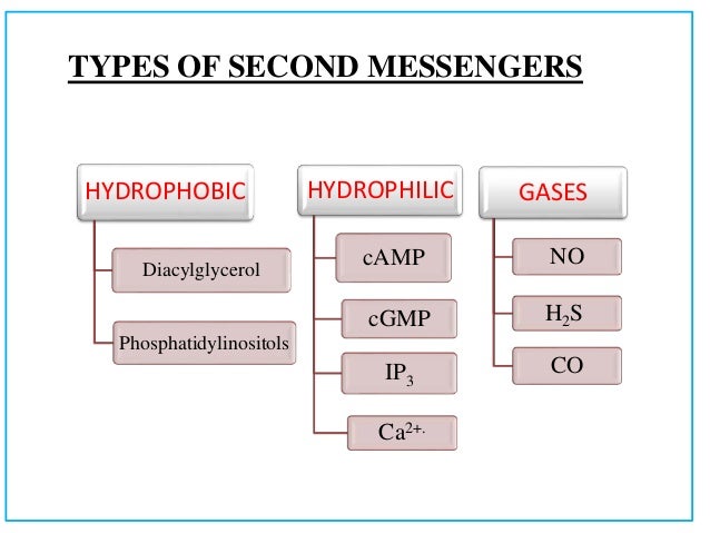 Second Messenger: cAMP Pathway