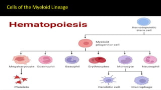 Cell of immune system.pptx