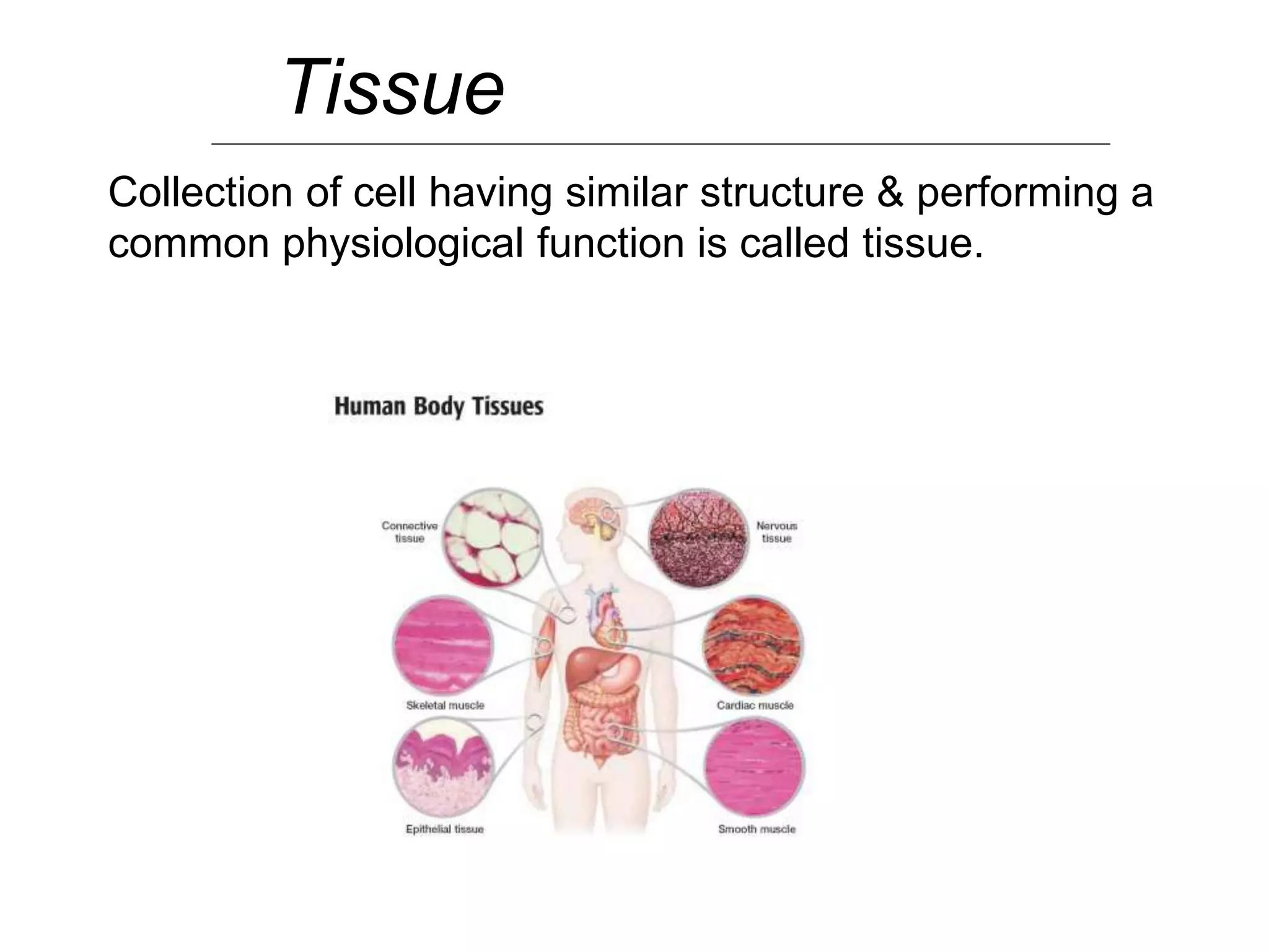 Presentation cell tissue and organ | PPTX