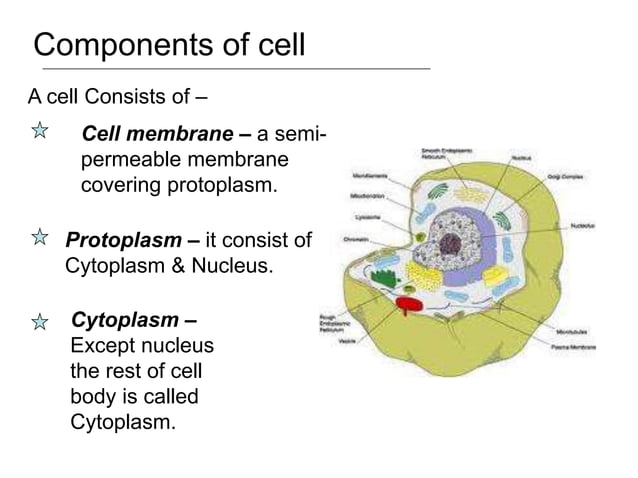 Presentation cell tissue and organ | PPTX | Heart and Cardiovascular ...