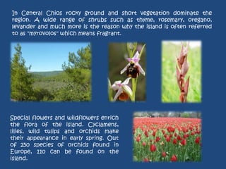 Welcome to Chios island! | PPT