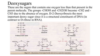 Biochemistry of Carbohydrates | PPTX