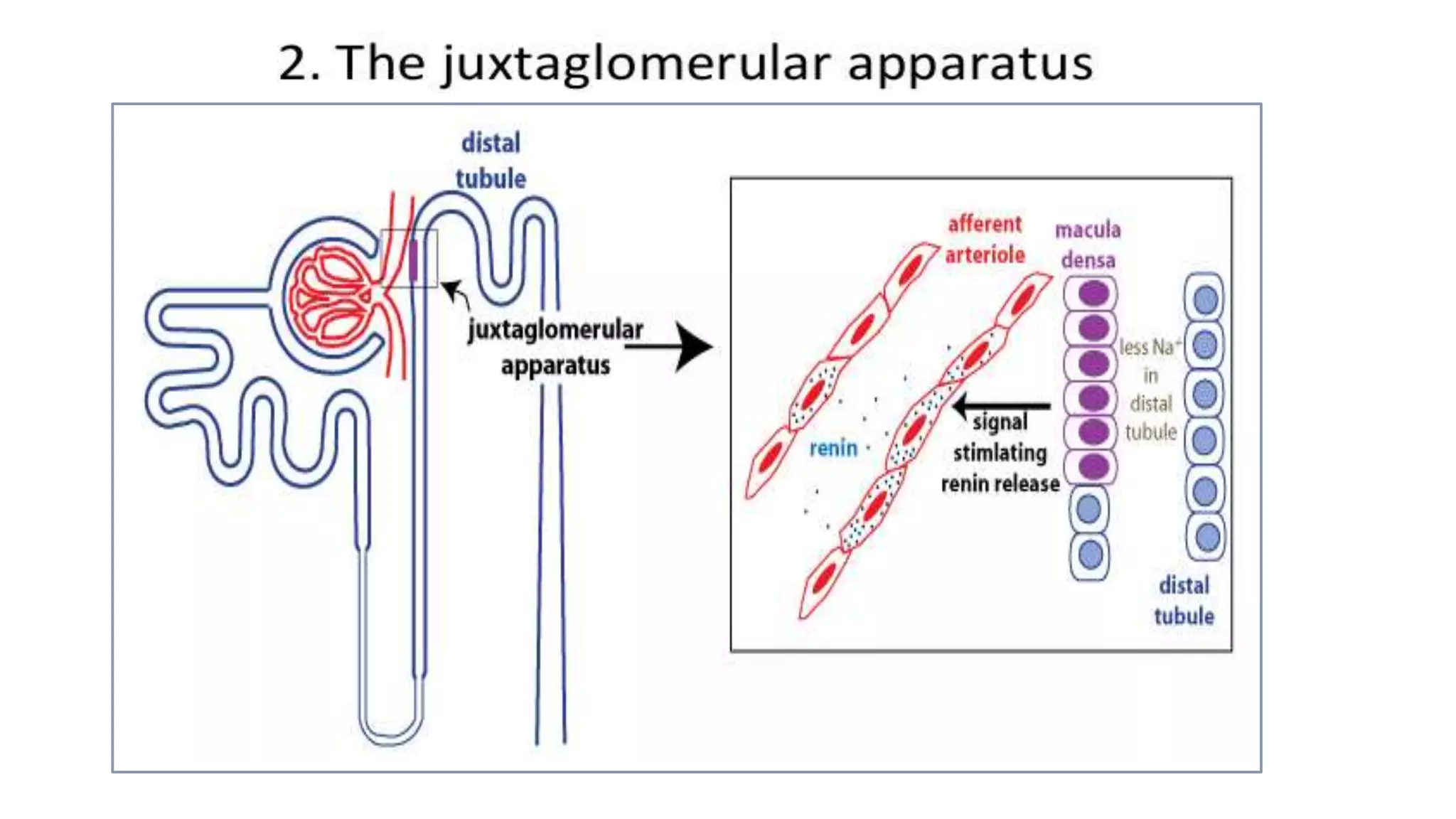 Long-term control of blood pressure | PPTX