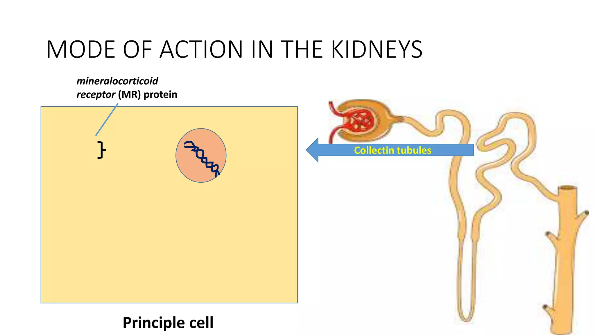 Long-term control of blood pressure | PPTX