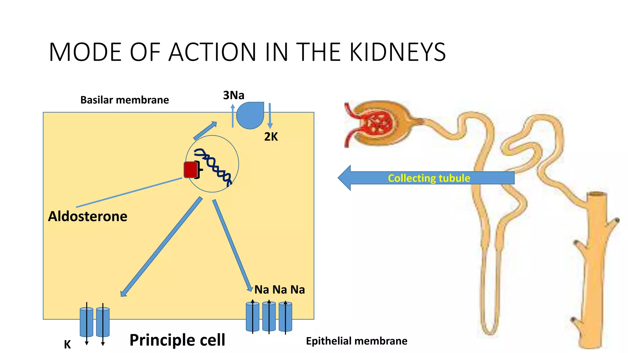 Long-term control of blood pressure | PPTX