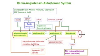 Long-term control of blood pressure | PPTX | Heart and Cardiovascular ...