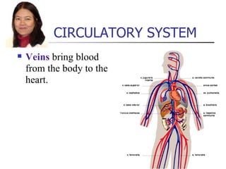 Presentation Circulatory System New | PPT