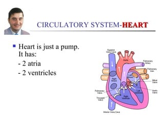 Presentation Circulatory System New | PPT