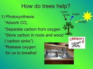 Role of Trees in Cleaning the Air | PPT