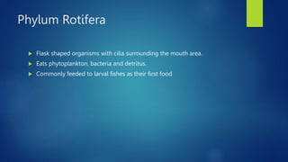 Presentation cmlre.pptx